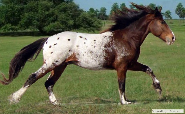 American Sugarbush Harlequin Draft Association