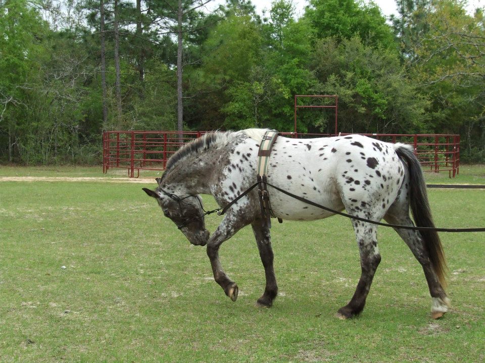 American Sugarbush Harlequin Draft Association