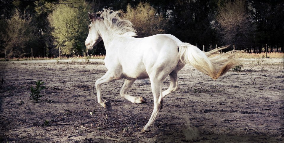 American Sugarbush Harlequin Draft Association