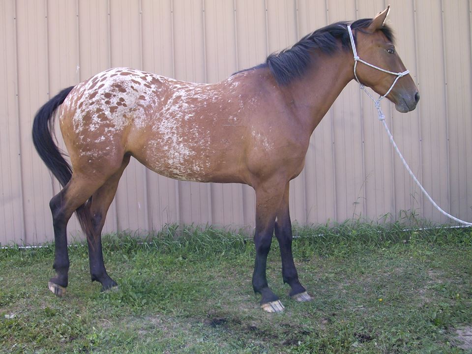 American Sugarbush Harlequin Draft Association