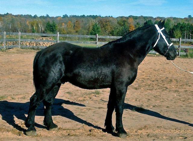 American Sugarbush Harlequin Draft Association