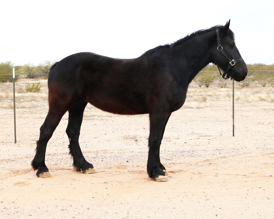 American Sugarbush Harlequin Draft Association