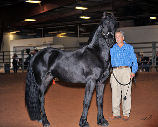 American Sugarbush Harlequin Draft Association
