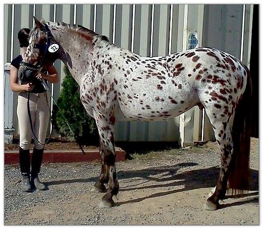 American Sugarbush Harlequin Draft Association