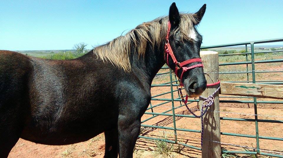 American Sugarbush Harlequin Draft Association