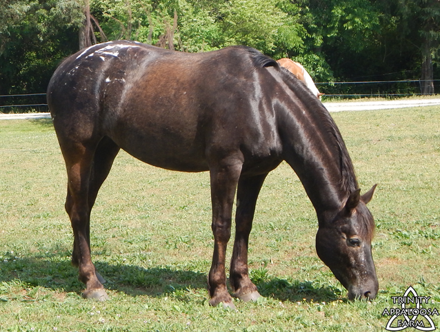 American Sugarbush Harlequin Draft Association