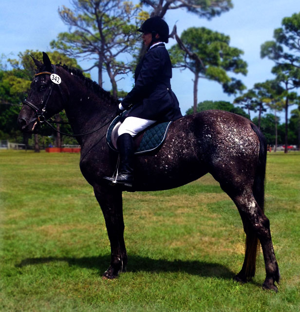 American Sugarbush Harlequin Draft Association