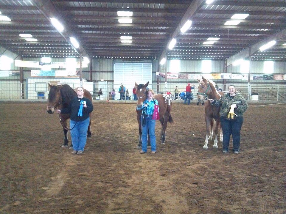 American Sugarbush Harlequin Draft Association