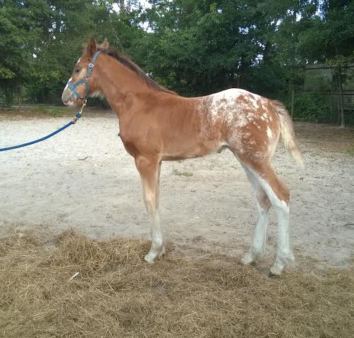 American Sugarbush Harlequin Draft Association
