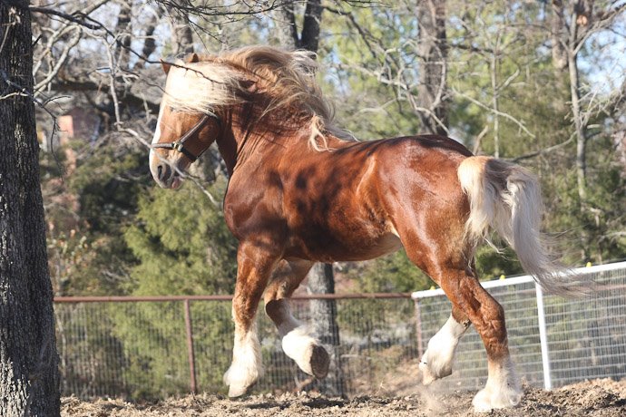 American Sugarbush Harlequin Draft Association